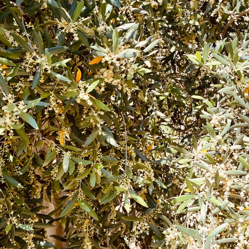 Nettle Olive Leaf Organic Facial Cleansing Oil Cleanser | evanhealy