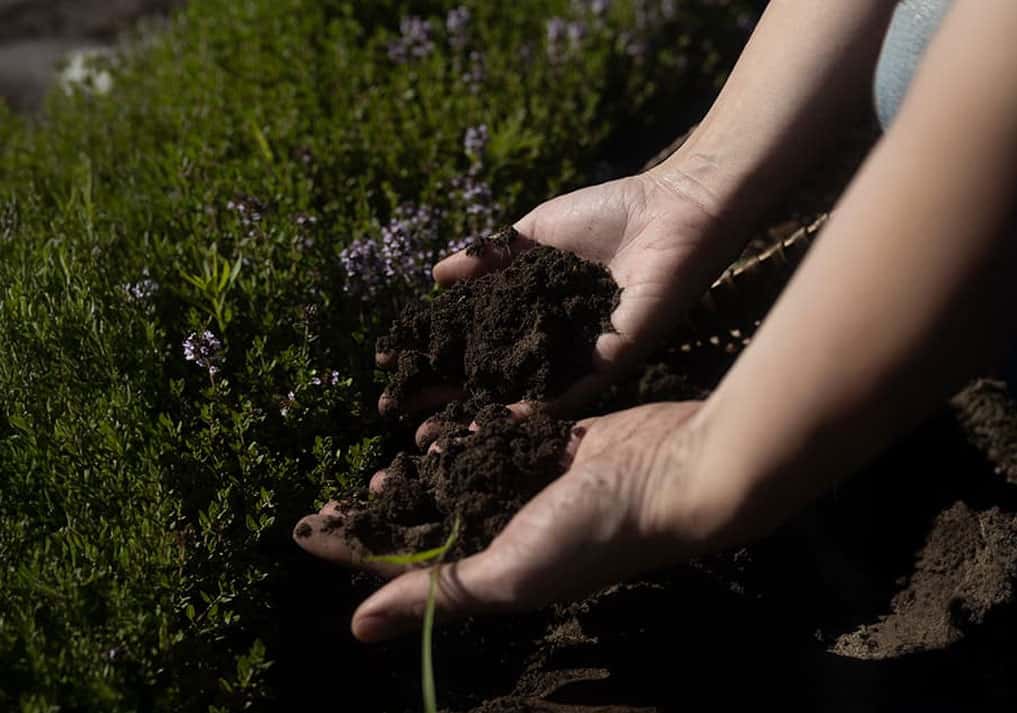 Soil & Skin – evanhealy