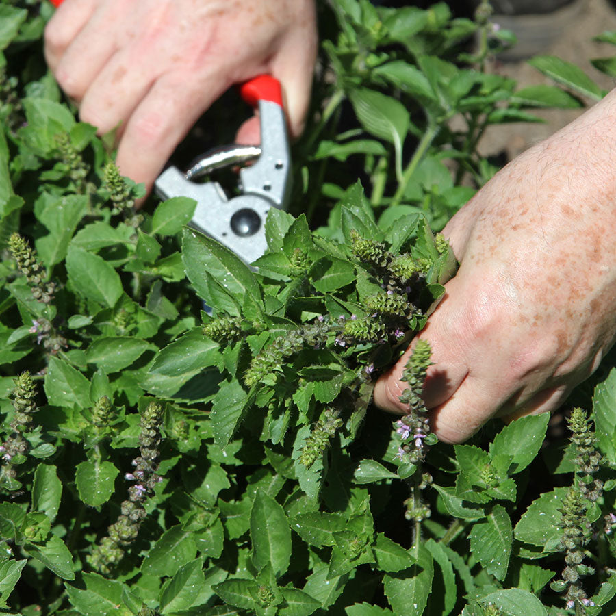 Holy Basil Water Organic Tulsi Facial Tonic Hydrosol | evanhealy